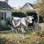 Modern Metal Cow Sculpture for Farms SSD-092